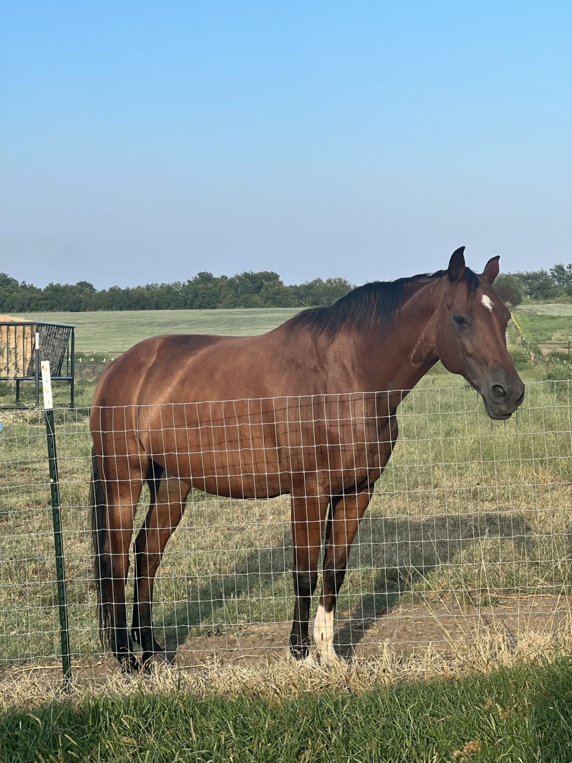 Hand Gallop – taking riding and life with extra pace