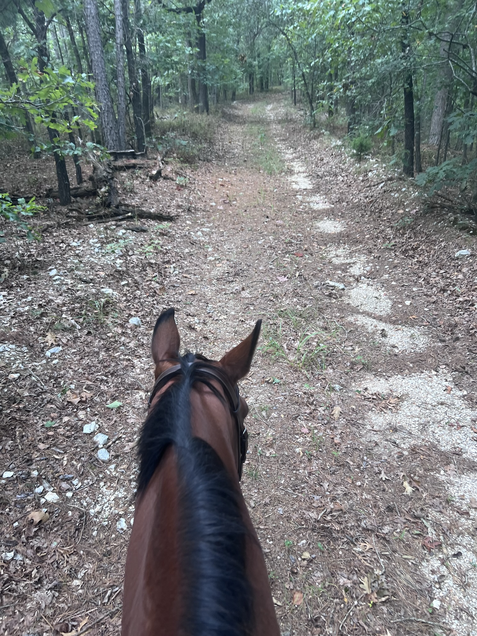 Hand Gallop – taking riding and life with extra pace