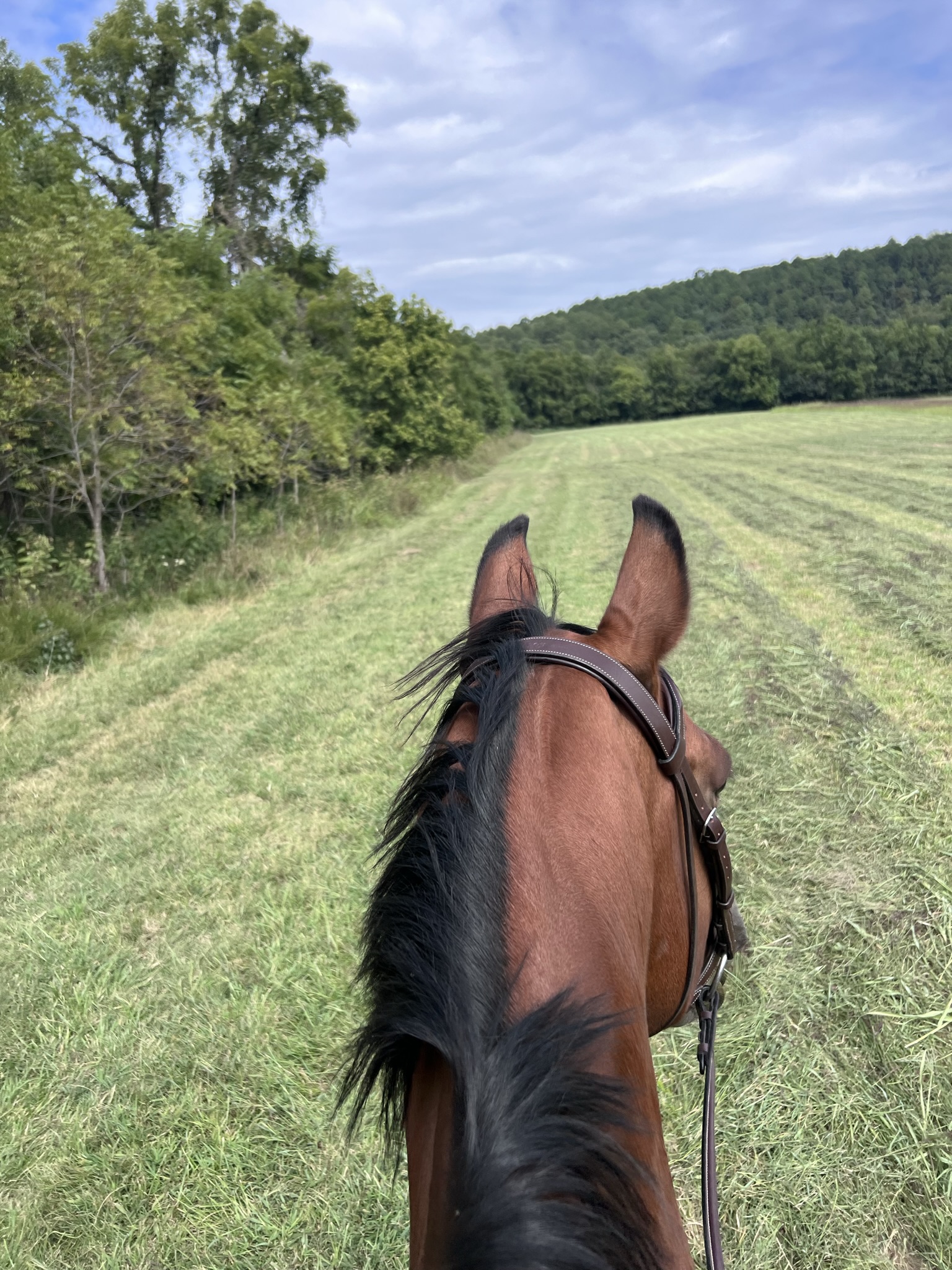 Hand Gallop – taking riding and life with extra pace