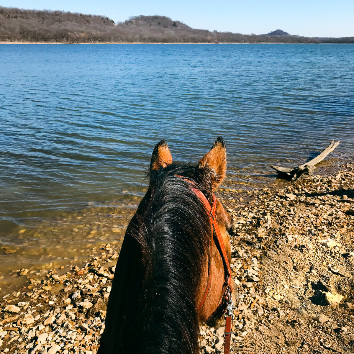 Hand Gallop – taking riding and life with extra pace