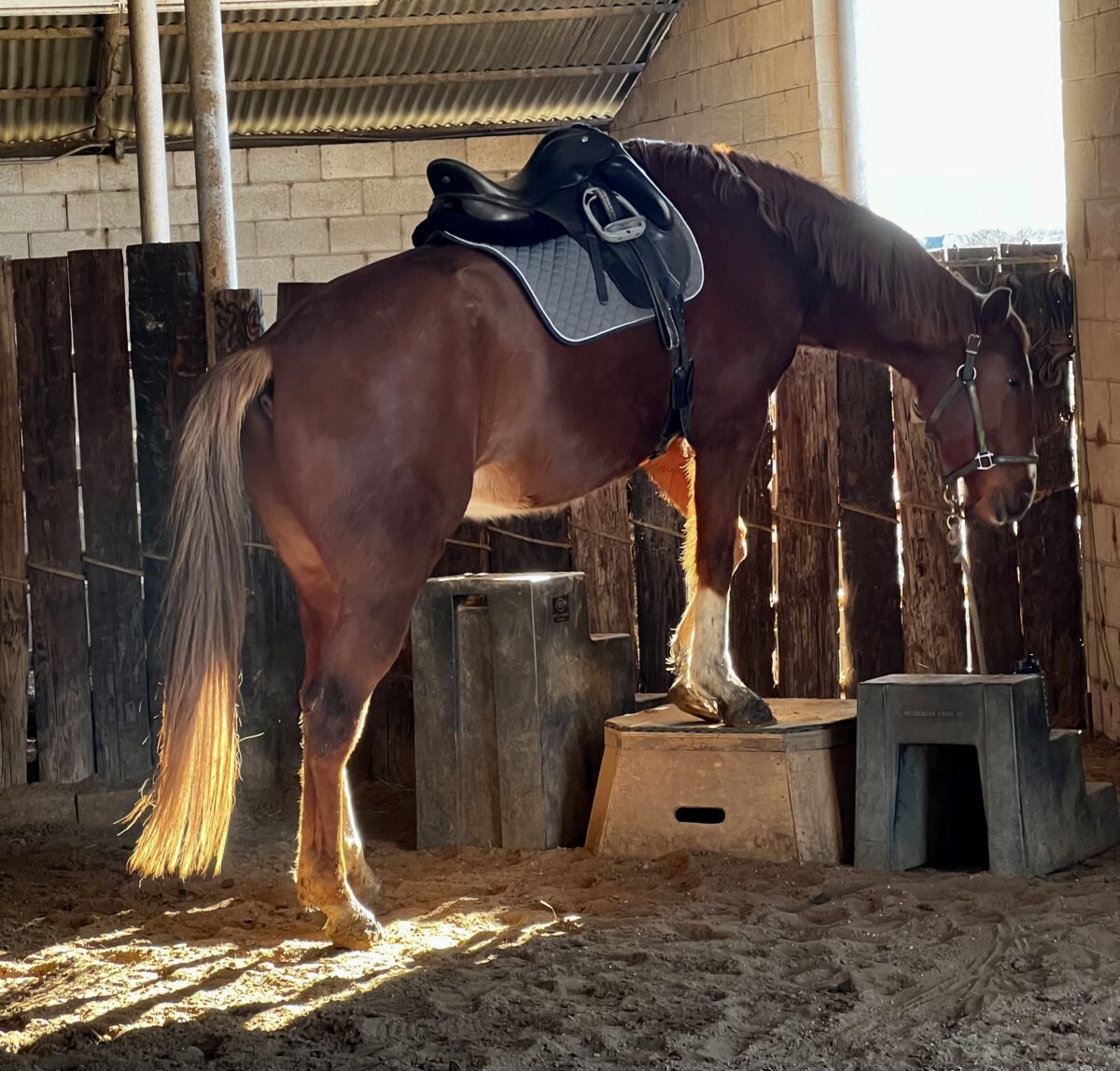 Hand Gallop – taking riding and life with extra pace