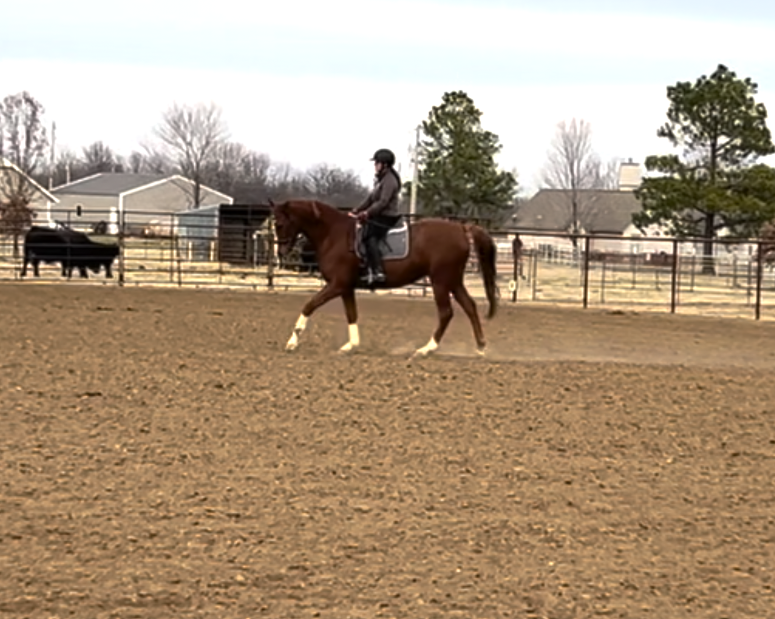 Hand Gallop – taking riding and life with extra pace