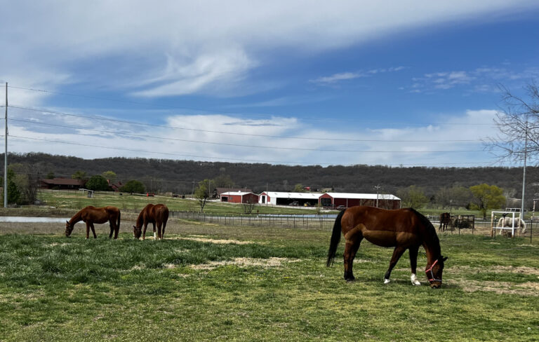 Hand Gallop – taking riding and life with extra pace