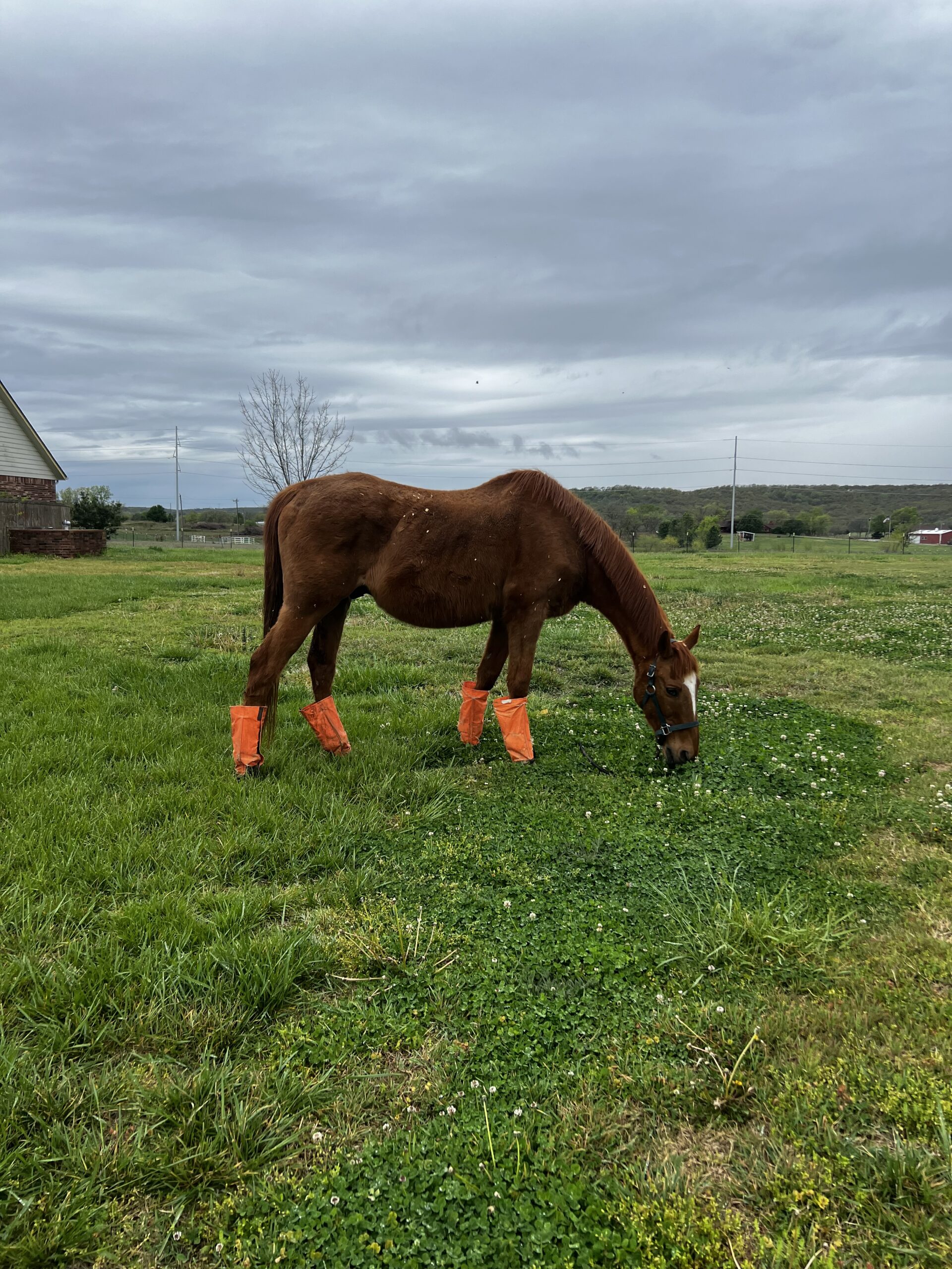 Hand Gallop – taking riding and life with extra pace
